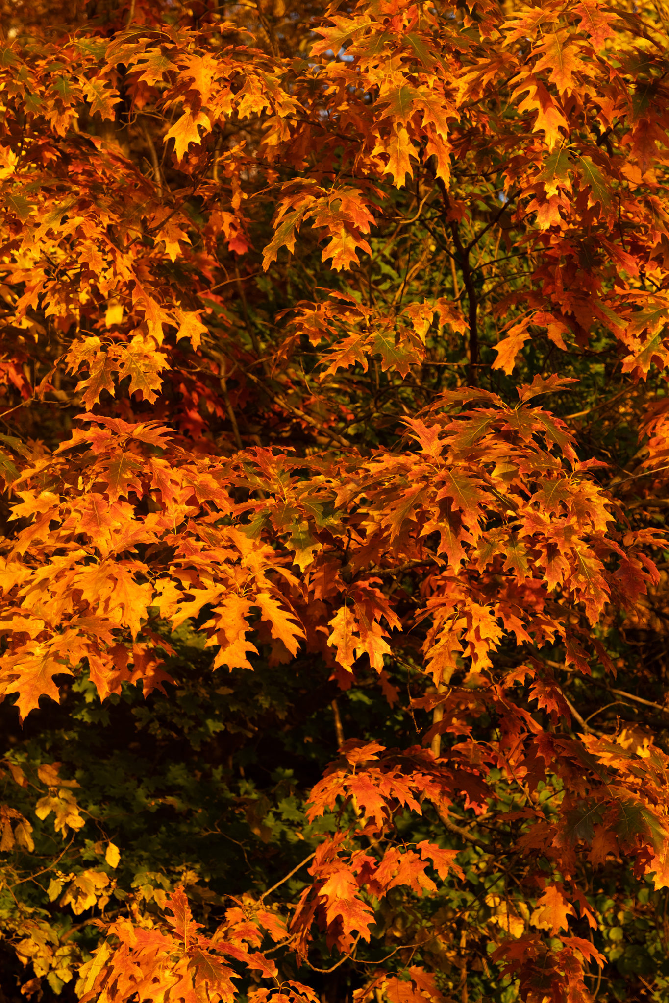 The Photographer Who Erased Time