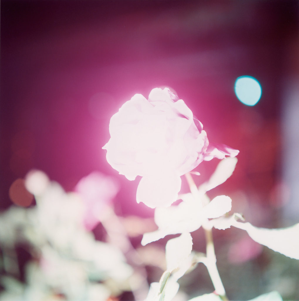 The Luminous Openness of Rinko Kawauchi's Photographs