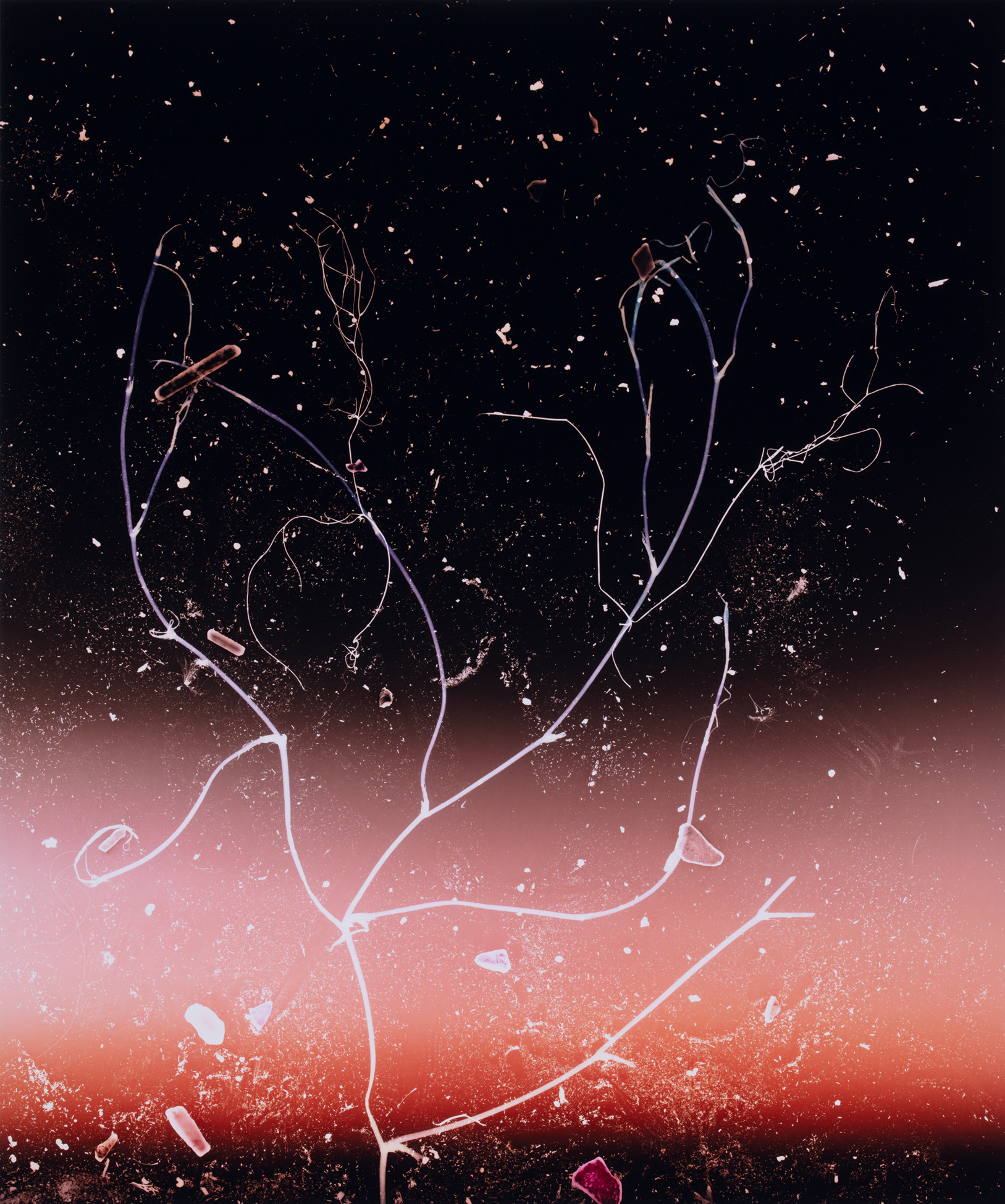 The Artist Creating Ethereal Photograms from the River Thames