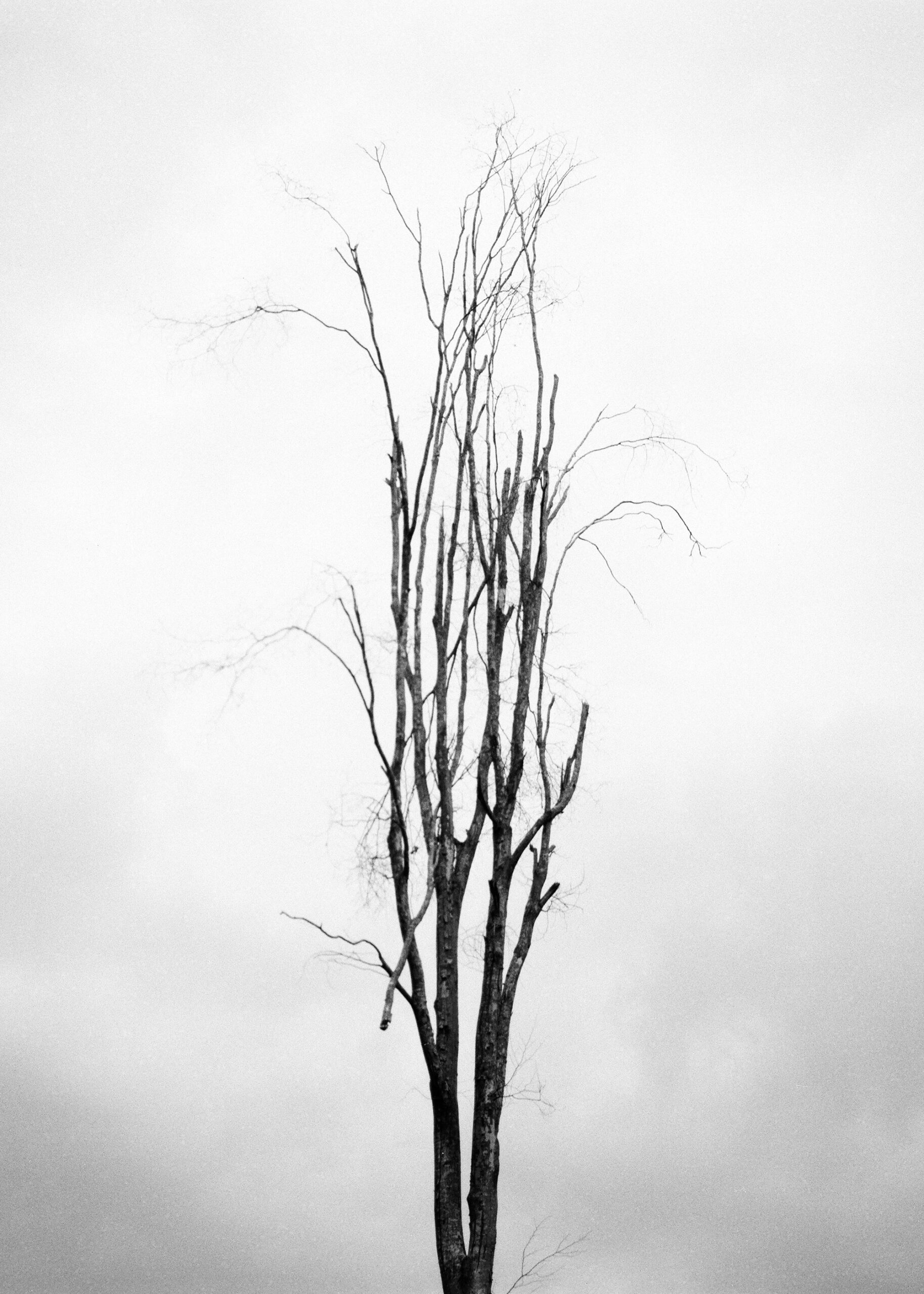 Branches, Claytonhood Sister Project | Aperture