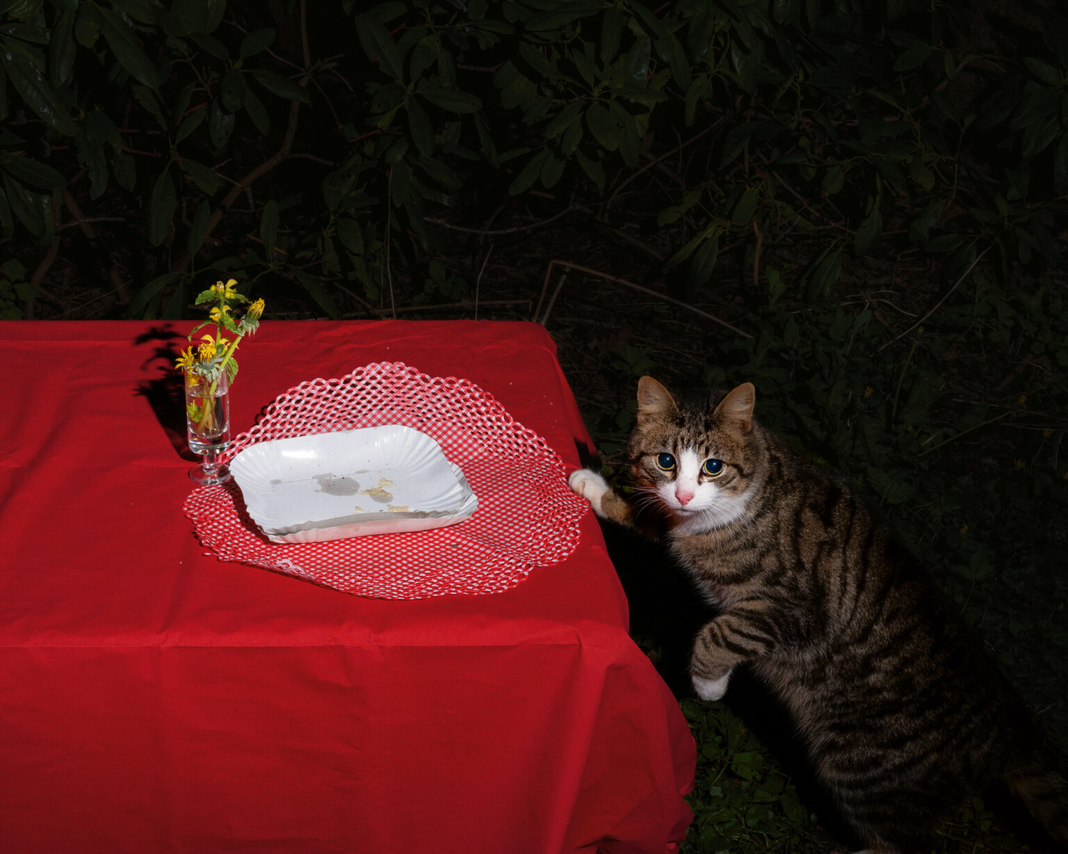 A Photographer’s Scavenged Still Lifes