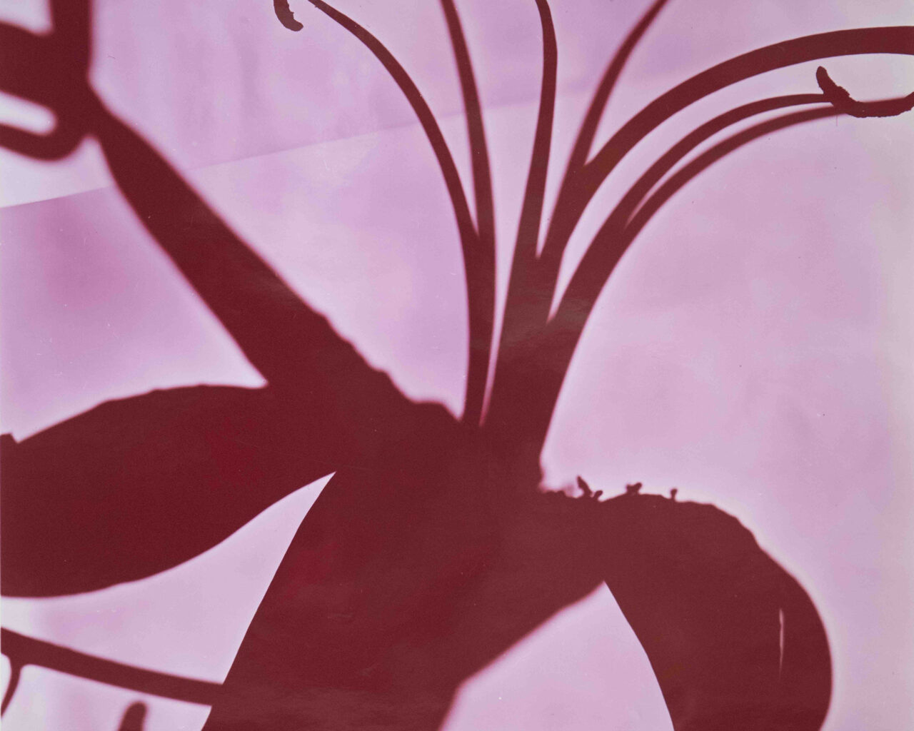 Aperture | Photography