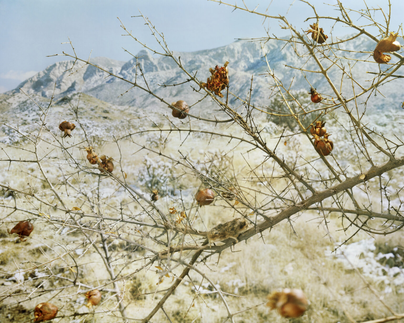 A Transfixing Look at Nature at Its Most Unnatural