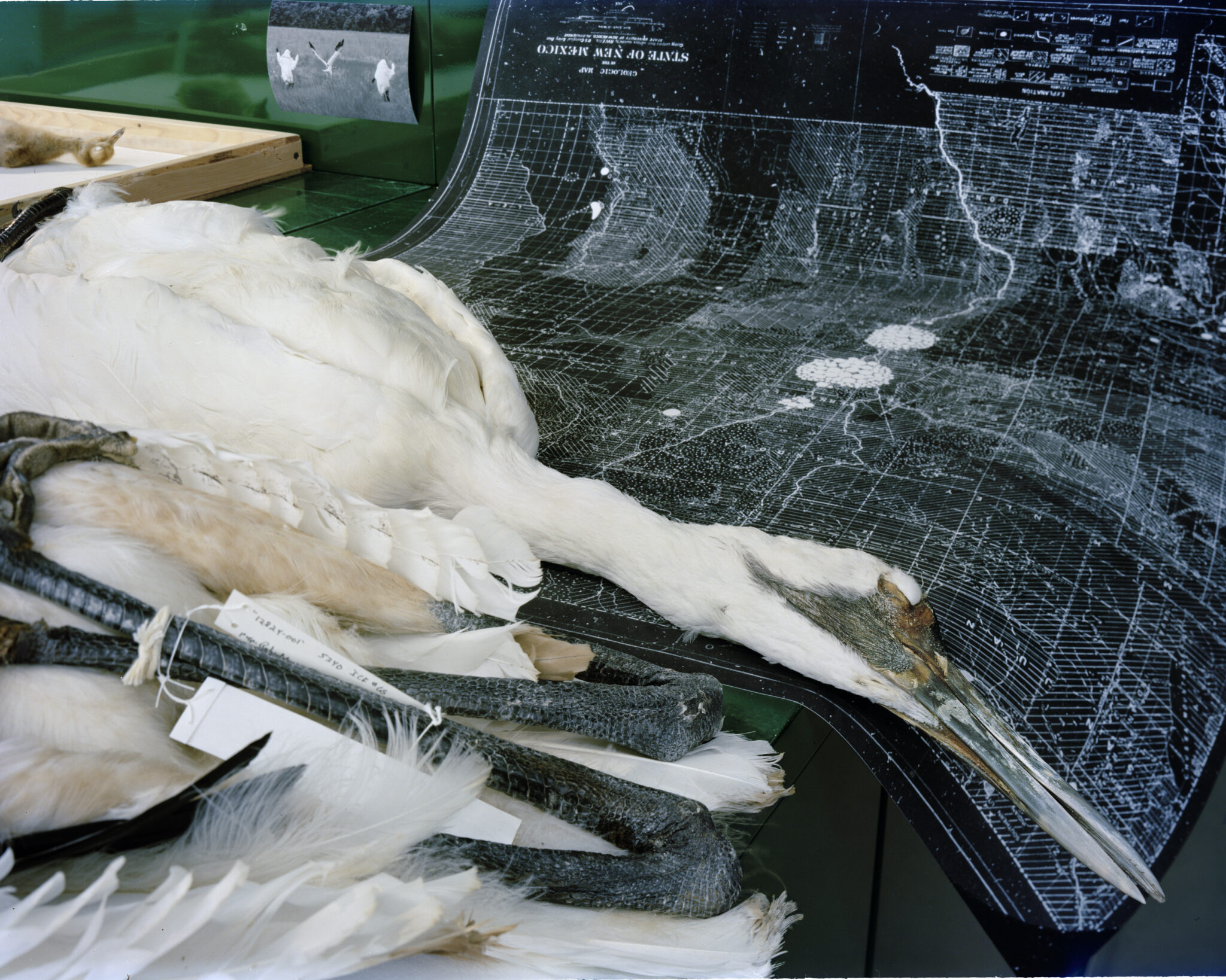 A Transfixing Look at Nature at Its Most Unnatural