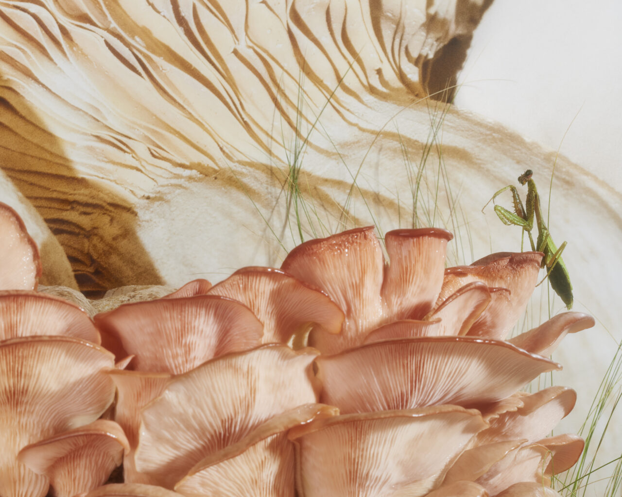 The Cutting Cleverness of Martha Rosler’s Collages | Aperture